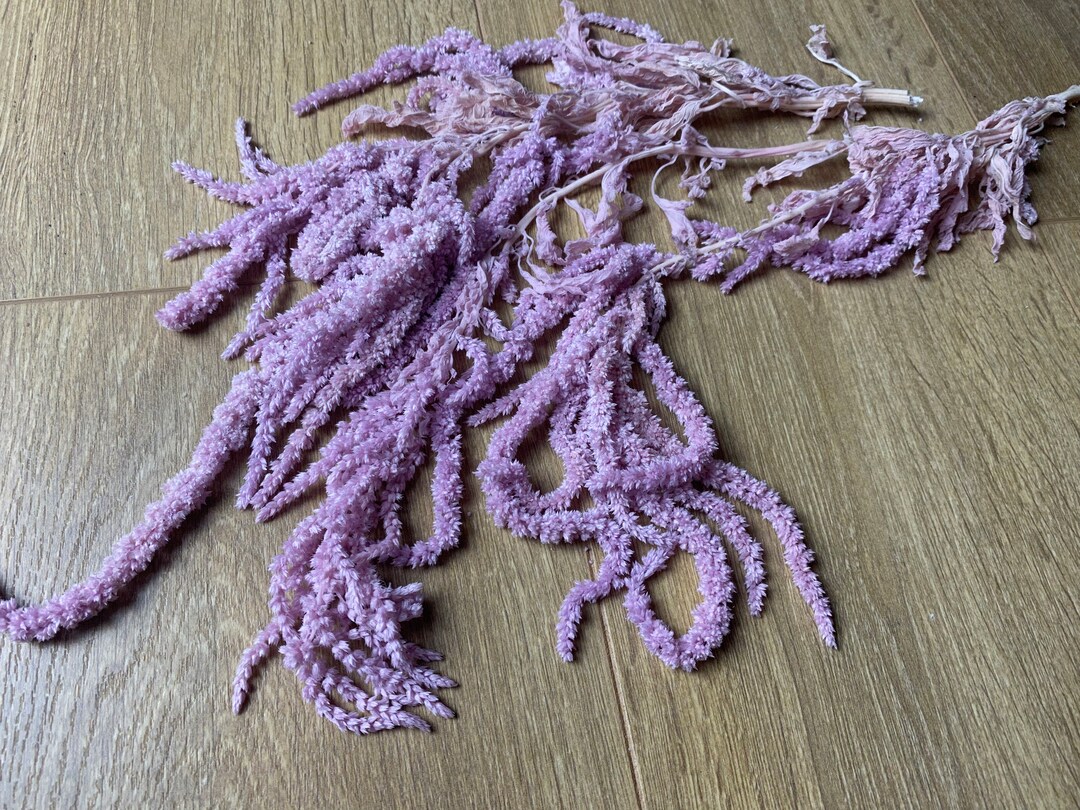 Preserved Hanging Amaranthus, Lilac Preserved Amaranth, Natural ...
