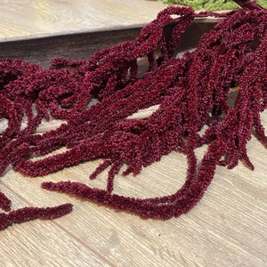 Preserved Hanging Amaranthus, Burgundy Preserved Amaranth, Natural ...