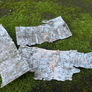 Natural Birch Bark Sheet, Natural Birch Bark, Bark From Forest, Natural ...