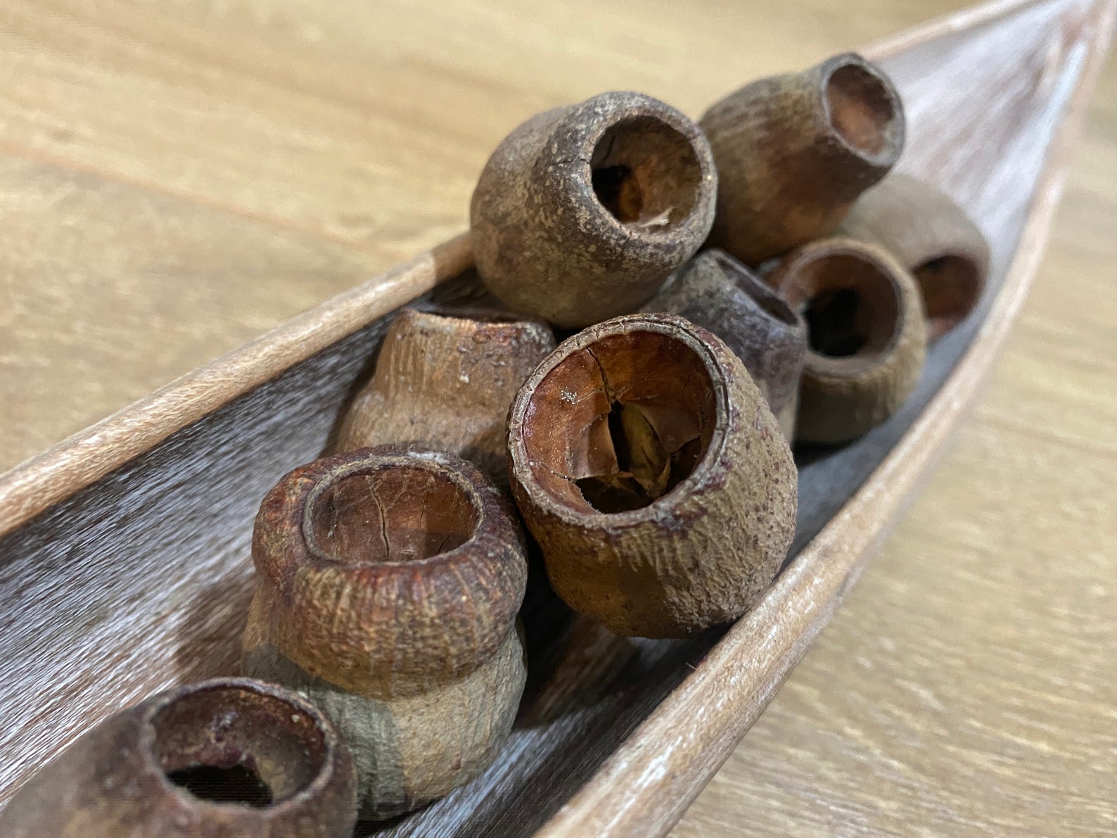 Large Eucalyptus Gum Nuts, Eucalyptus Seed Pods, Eucalyptus Pods ...