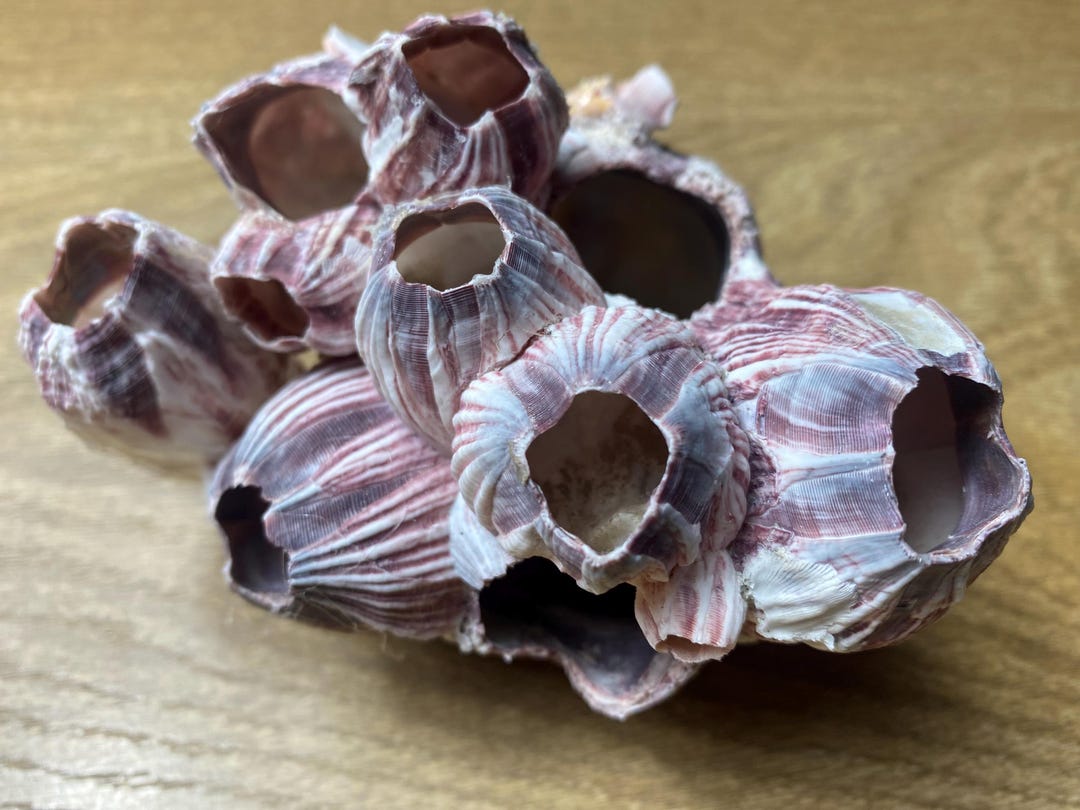 Seashells With Barnacle Clusters, Floral Decor, Wedding Decor, Air ...