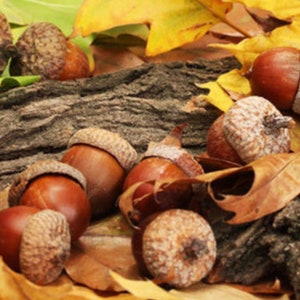 Natural Oak Acorns, Oaknut, Acorns, Christmas Decorations, Natural ...