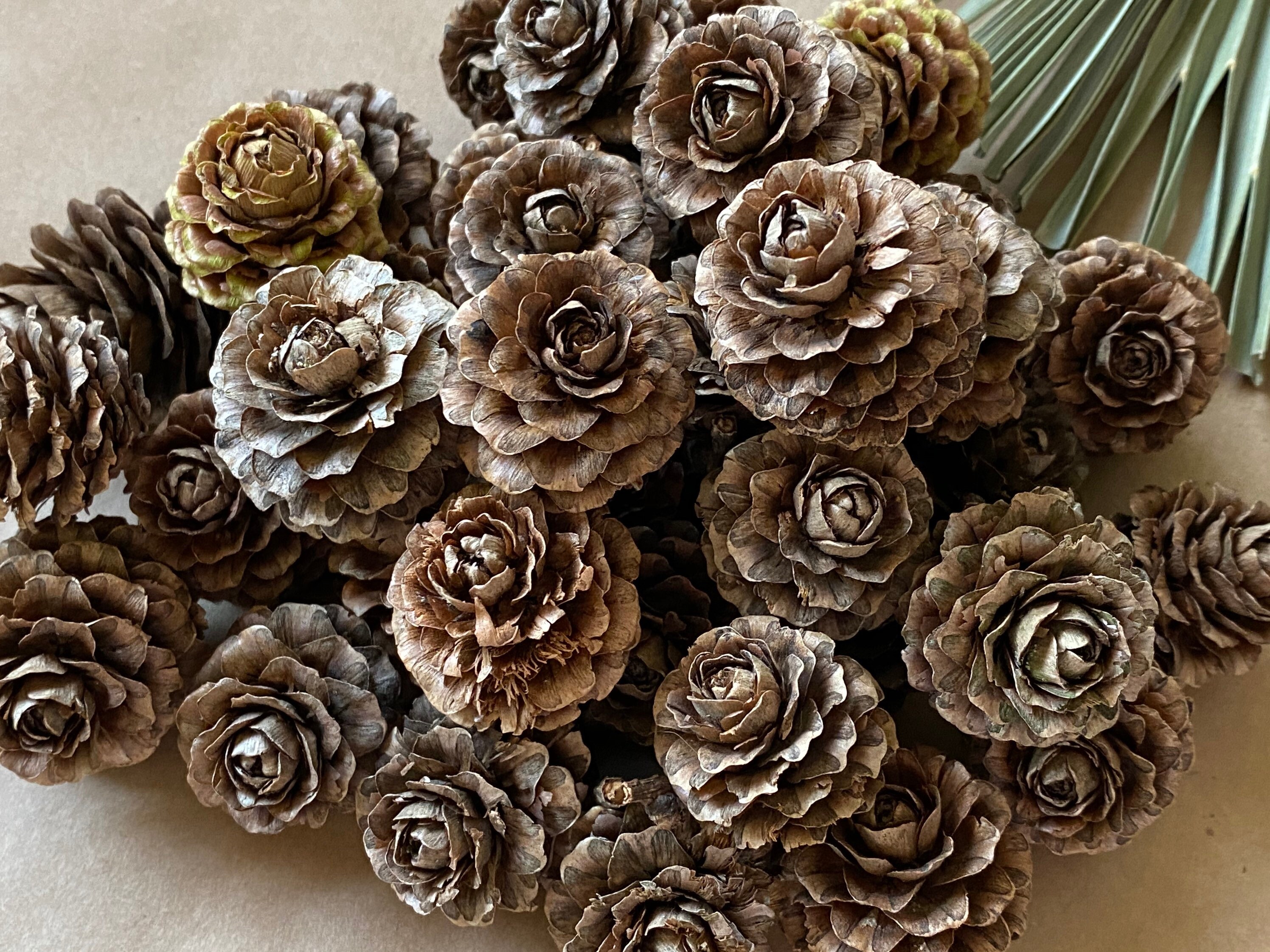 Dried Pine Cones Larch Plant Cones Dried Pinecones Natural - Etsy