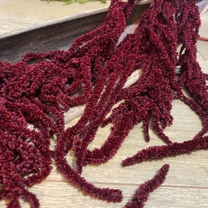 Preserved Hanging Amaranthus, Burgundy Preserved Amaranth, Natural ...