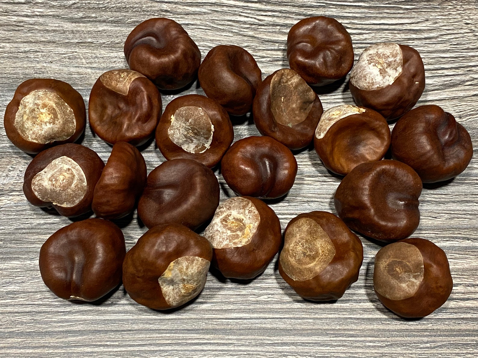 Dried Horse Chestnuts, Chestnuts for Decorations, Christmas Decoration ...