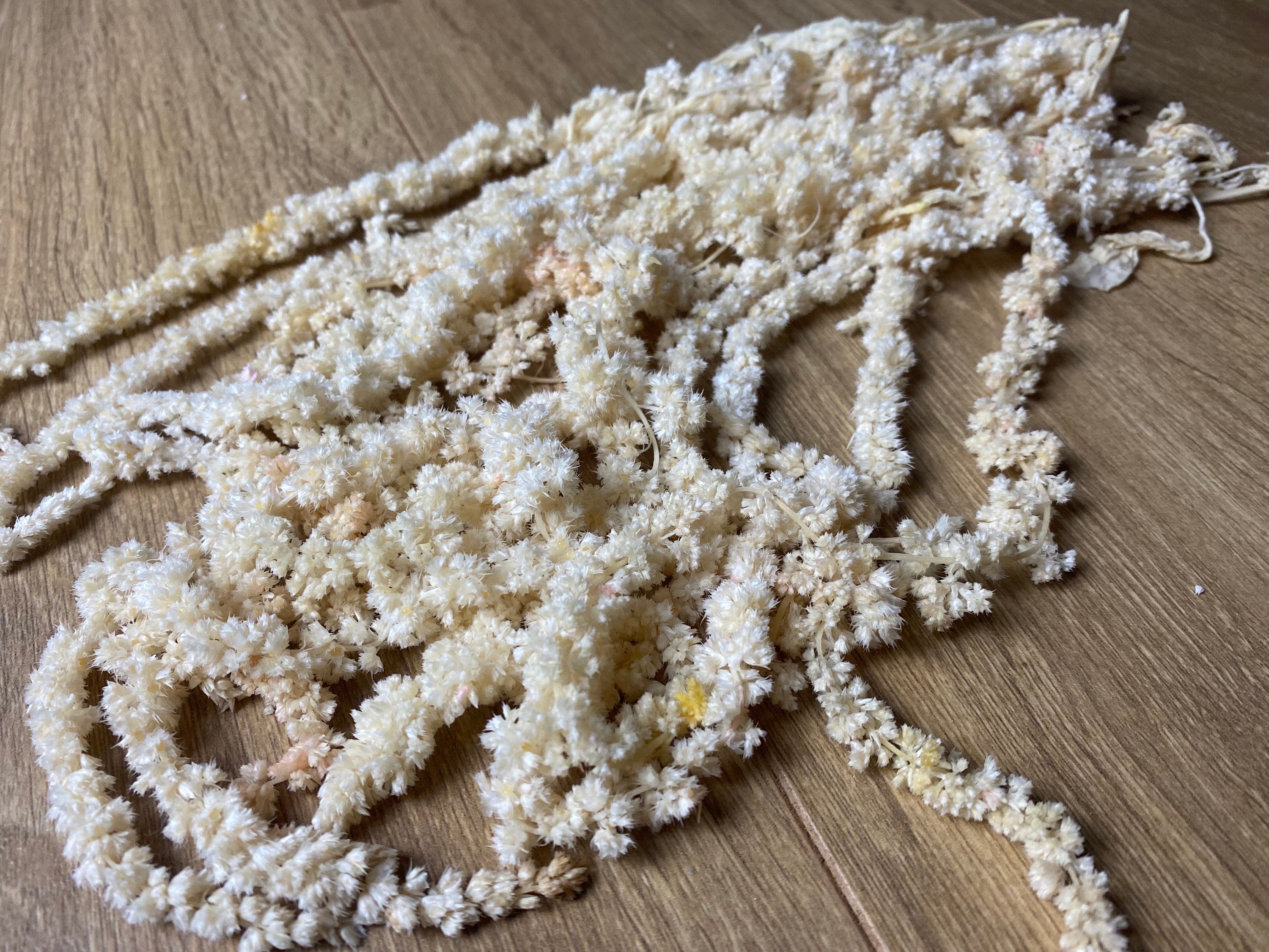 Preserved Hanging Amaranthus, White Preserved Amaranth, Natural ...