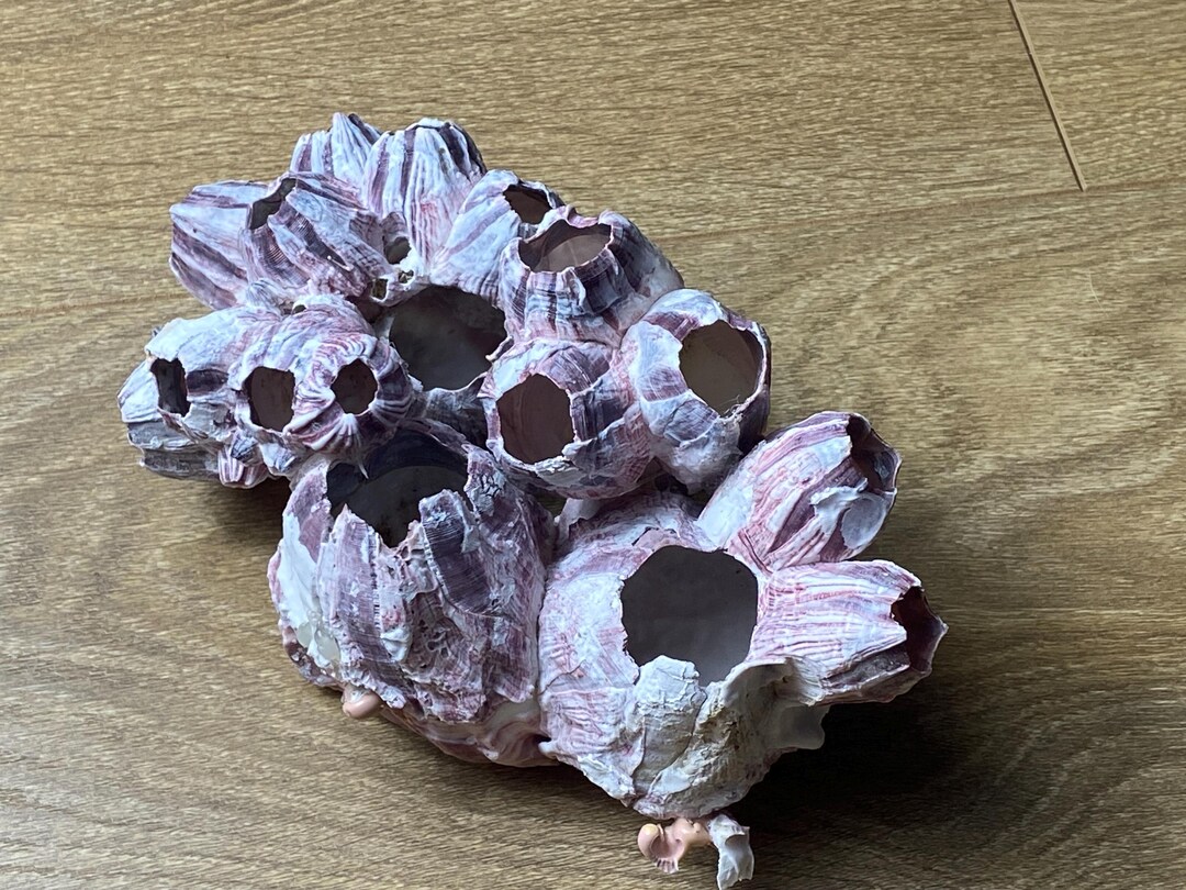 Seashells With Barnacle Clusters, Floral Decor, Wedding Decor, Air ...