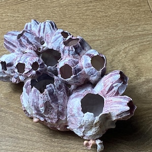Seashells With Barnacle Clusters, Floral Decor, Wedding Decor, Air ...