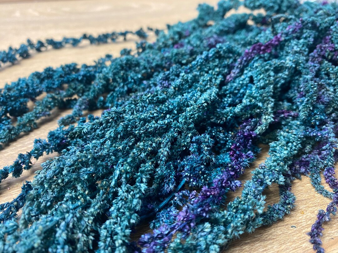 Bi-color Preserved Hanging Amaranthus, Preserved Amaranth, Natural ...