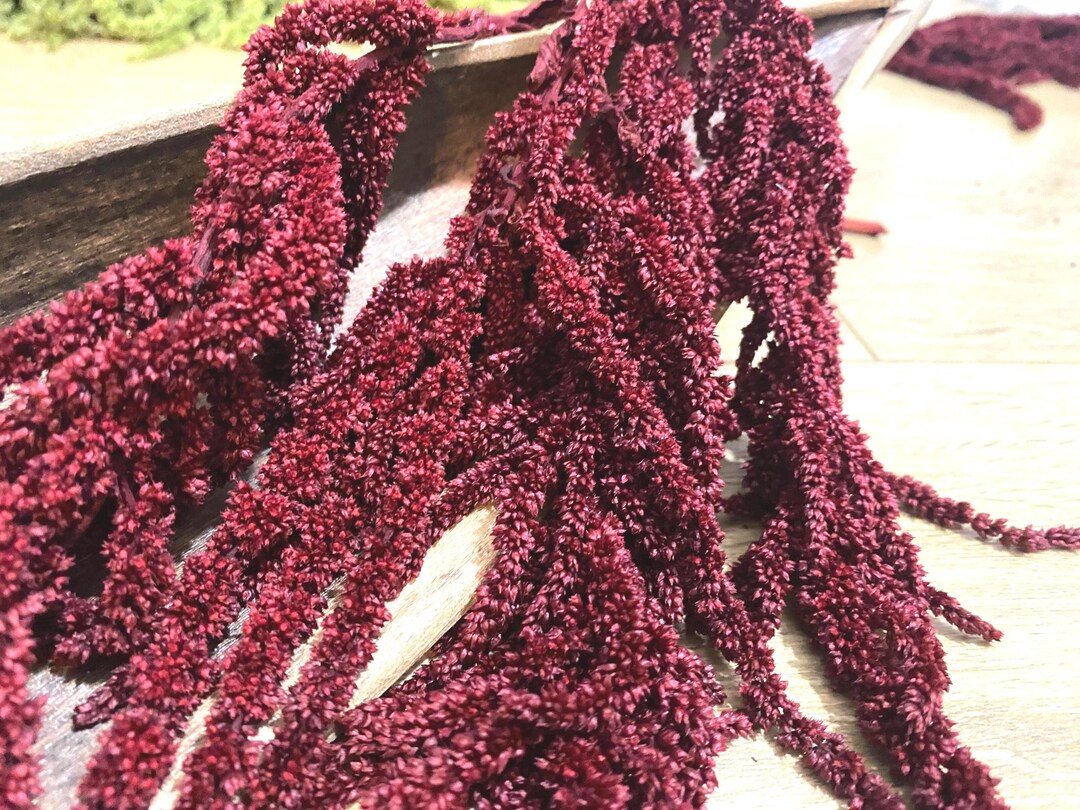 Preserved Hanging Amaranthus, Burgundy Preserved Amaranth, Natural ...