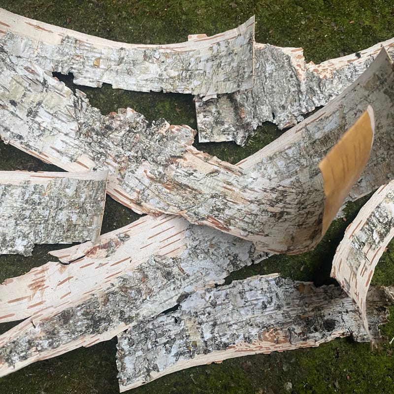 Birch Bark Sheets - Etsy