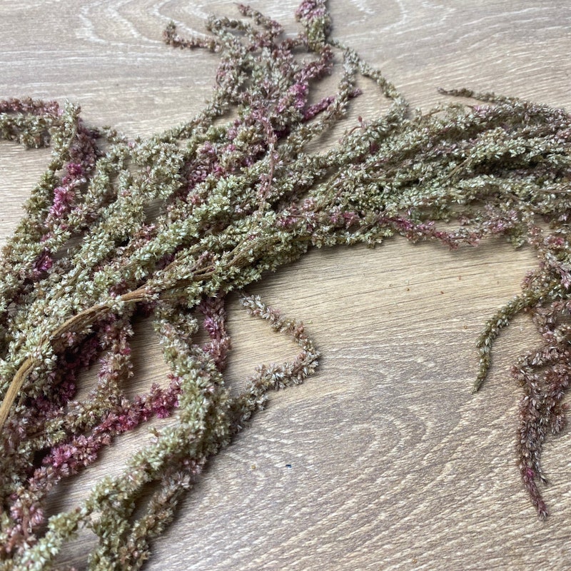Dried Amaranthus - Etsy