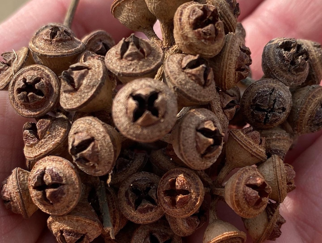 Eucalyptus Seed Pods Eucalyptus Pods Kerstversiering - Etsy Nederland