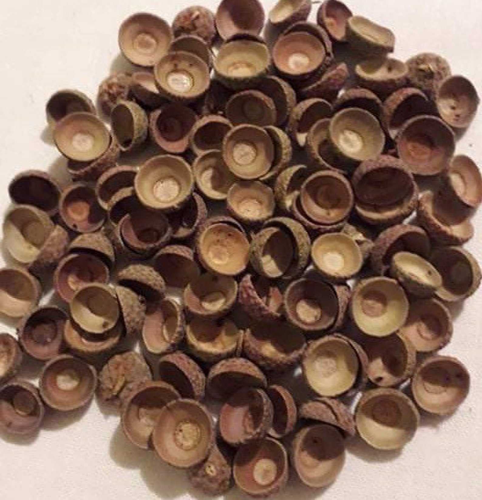 200 Natural Acorn Caps Acorn Tops Hats Christmas - Etsy