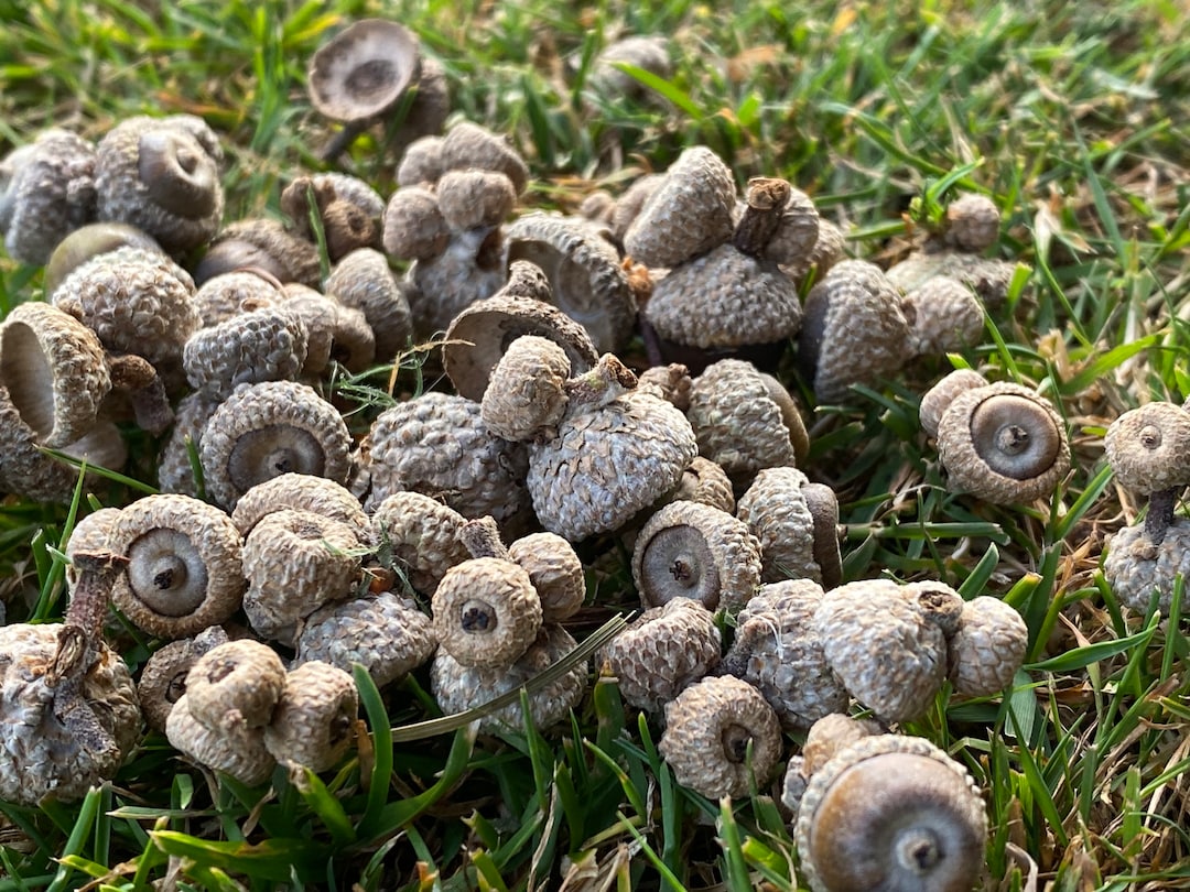 British Natural Oak Acorns, Oaknuts, Acorns, Christmas Decorations ...