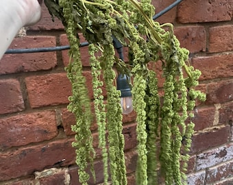 Green Preserved Hanging Amaranthus, Preserved Amaranth, Natural Preserved Amaranth, Hanging ...
