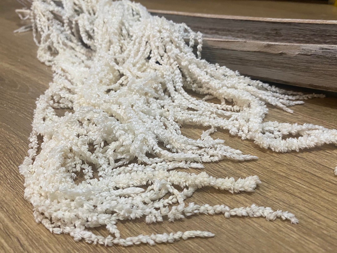 Preserved Hanging Amaranthus, White Preserved Amaranth, Natural ...