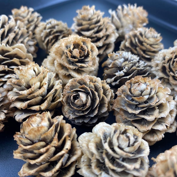 Large Pine Cones - Etsy