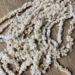 Preserved Hanging Amaranthus, White Preserved Amaranth, Natural ...