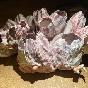 Seashells With Barnacle Clusters, Floral Decor, Wedding Decor, Air ...