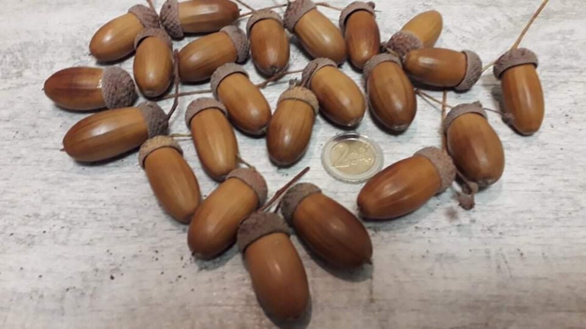 Natural Oak Acorns Oaknut Acorns Christmas Decorations - Etsy
