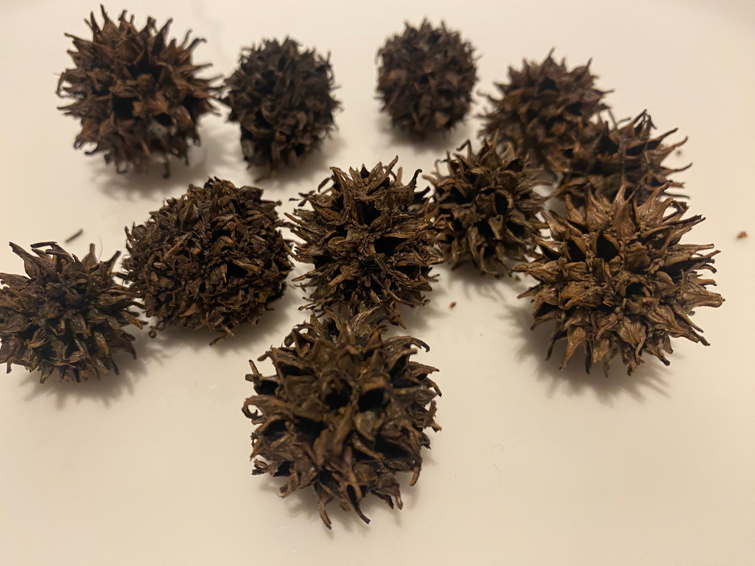 Dried Seed Pods for Decorations, Not Suitable for Eat, Christmas ...