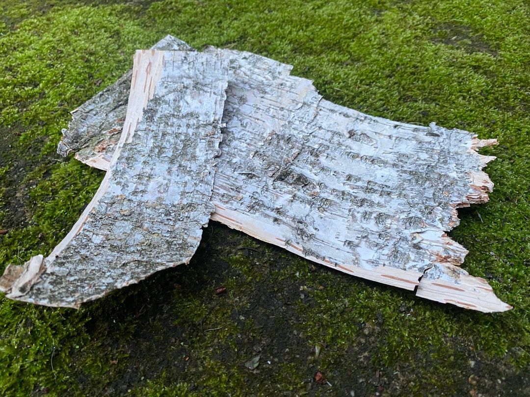 Natural Birch Bark Sheet, Natural Birch Bark, Bark From Forest, Natural ...