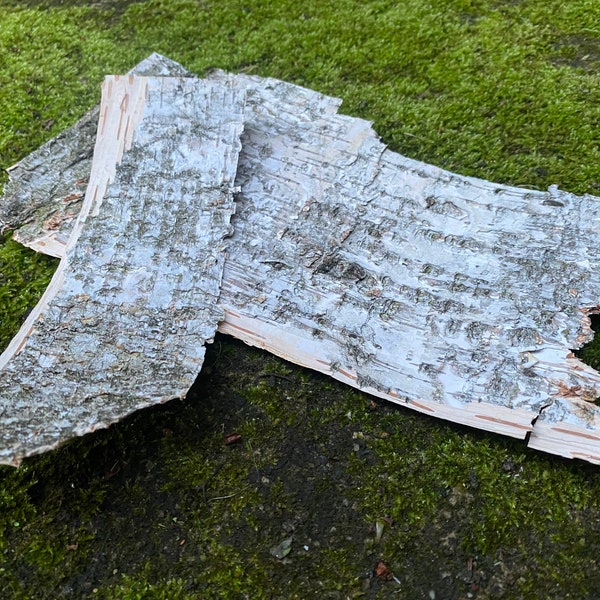 Birch Bark Sheets - Etsy