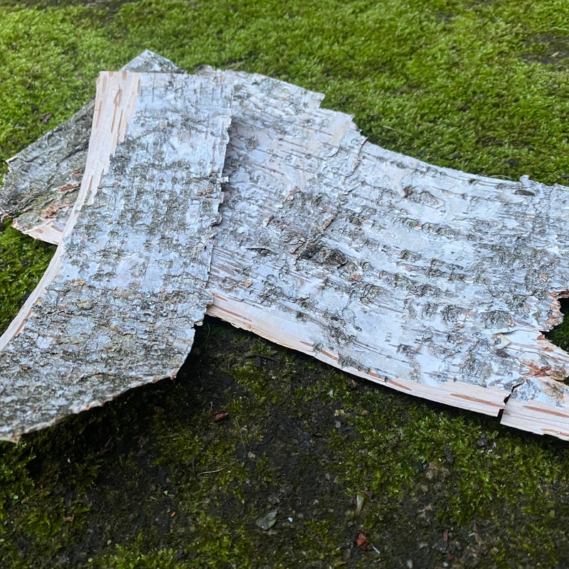Birch Tree Bark - Etsy