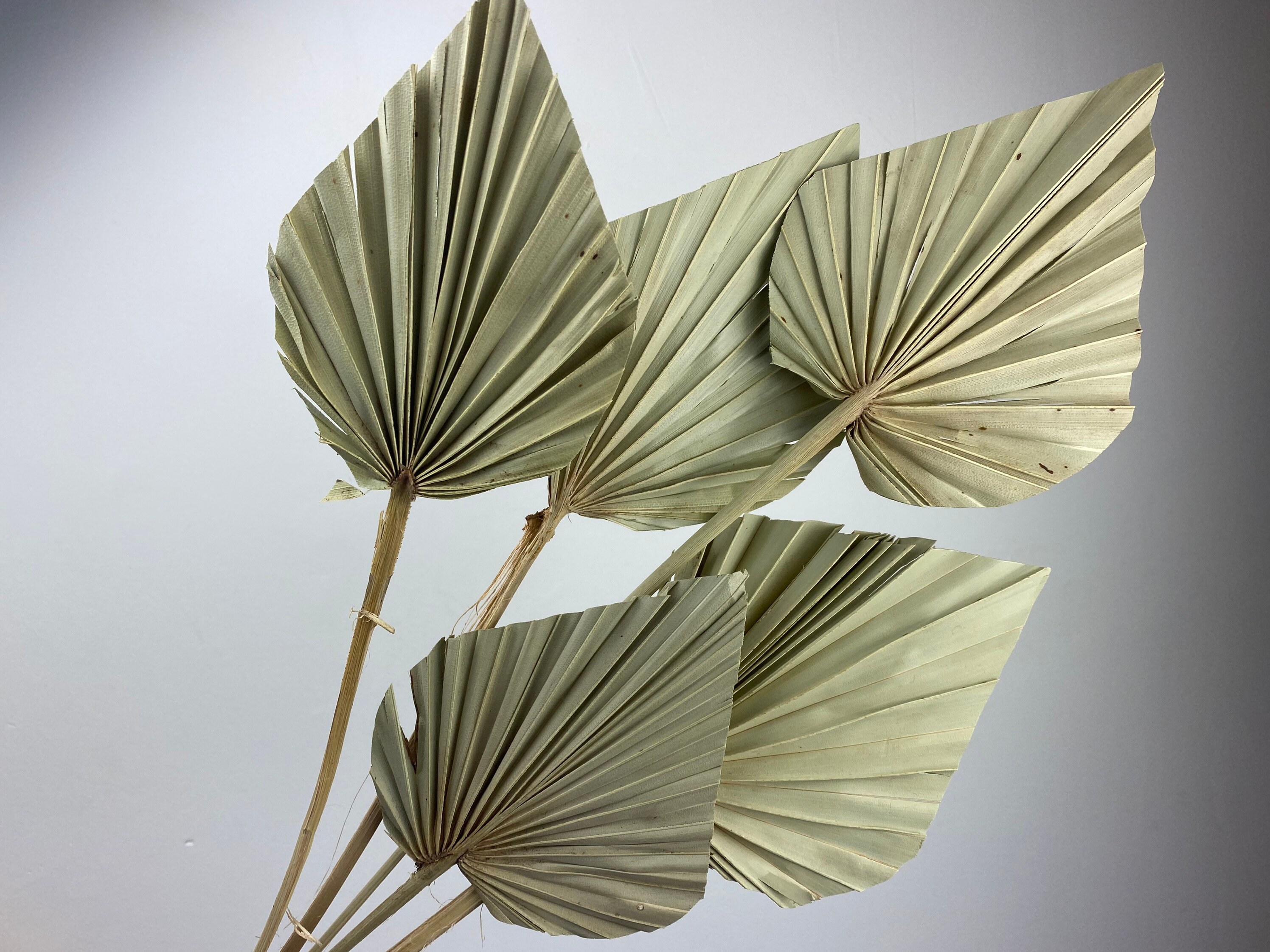 Dried Palm Leaves Palm Leave Rustic Home Decor Unique - Etsy