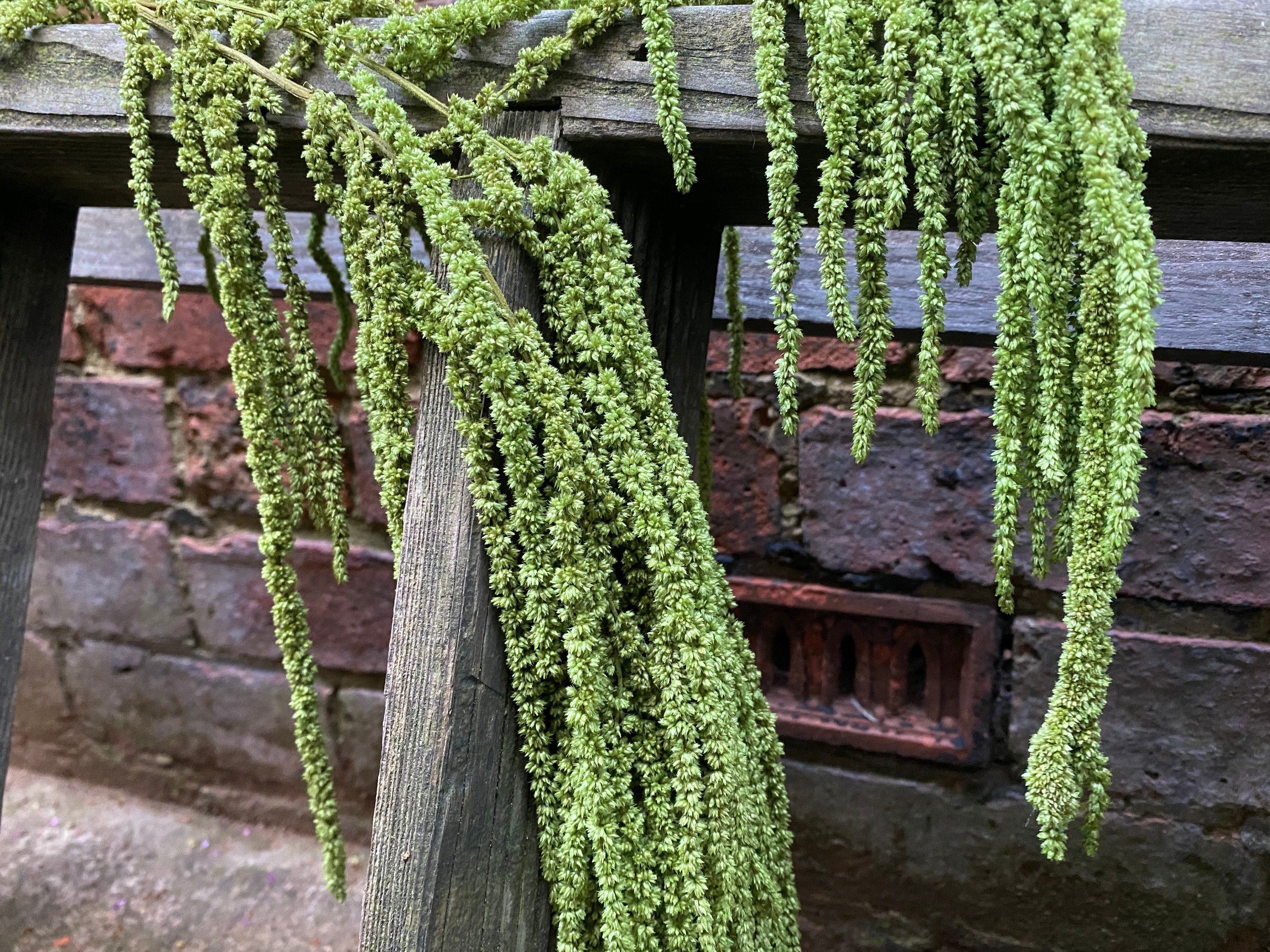 Hanging Amaranthus