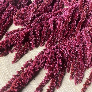 Preserved Hanging Amaranthus, Burgundy Preserved Amaranth, Natural ...