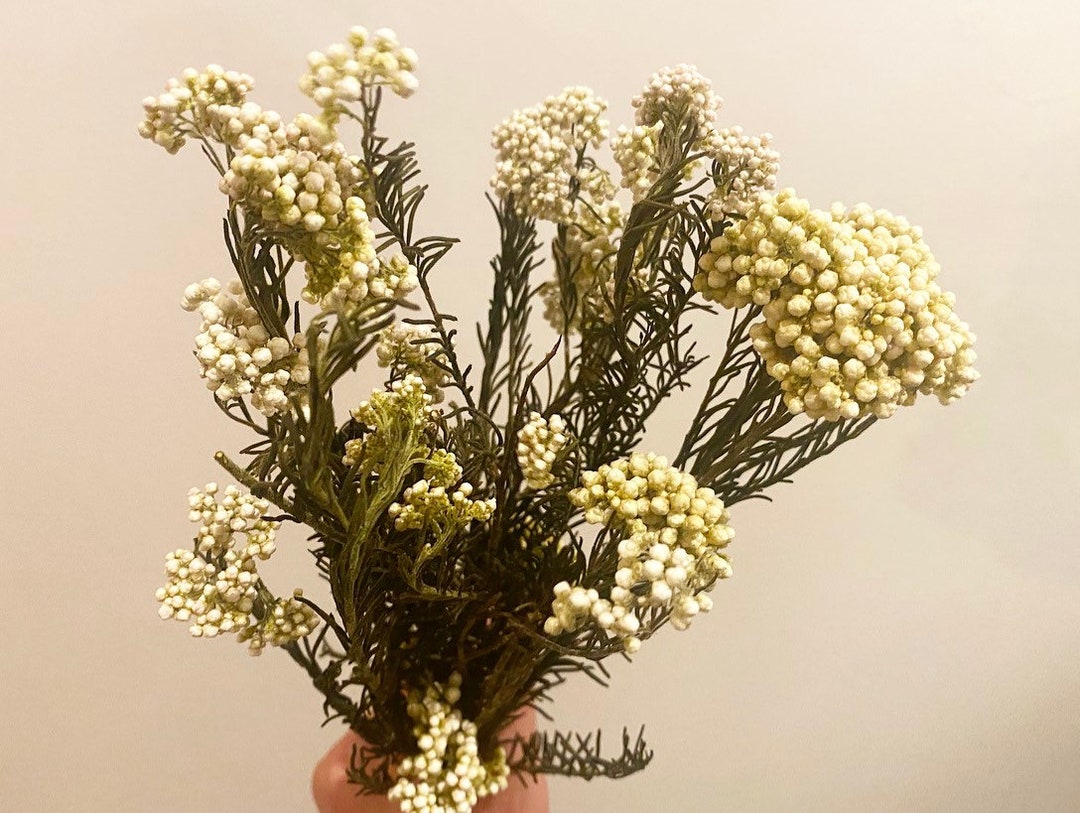 Preserved Rice Flower Small Preserved Flower Bunch Rice Flowers White ...