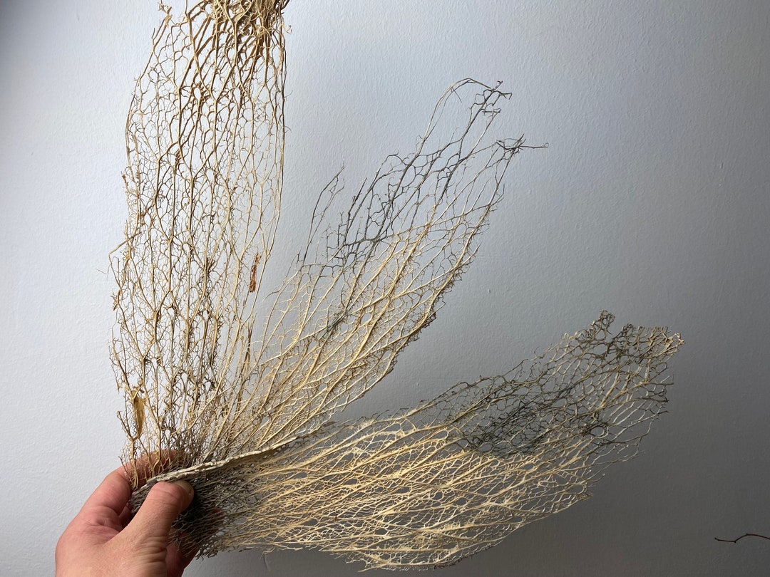 Unique Dried Cactus Skeleton, Dried Prickly Pear Fiber Skeleton Cactus ...