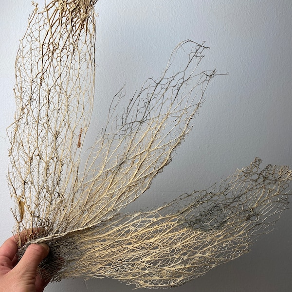 Cactus Skeleton - Etsy