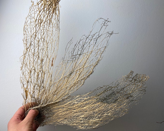 Unique Dried Cactus Skeleton, Dried Prickly Pear Fiber Skeleton Cactus ...
