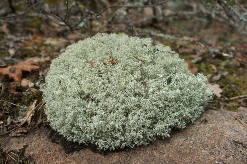 Musgo de reno seco bien elegido, musgo seco, musgo seco natural, musgo ...