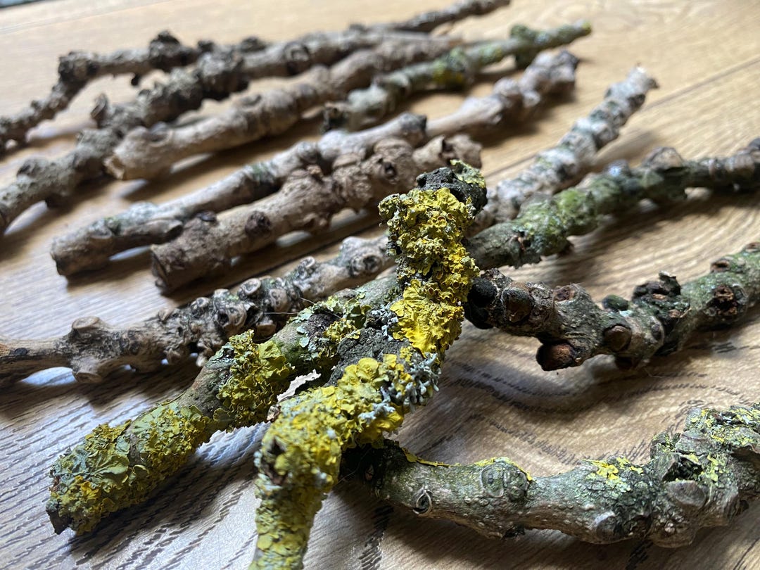 Bundle of 10 Dried Unique Twigs for Crafts, Natural Branches, Mossy ...
