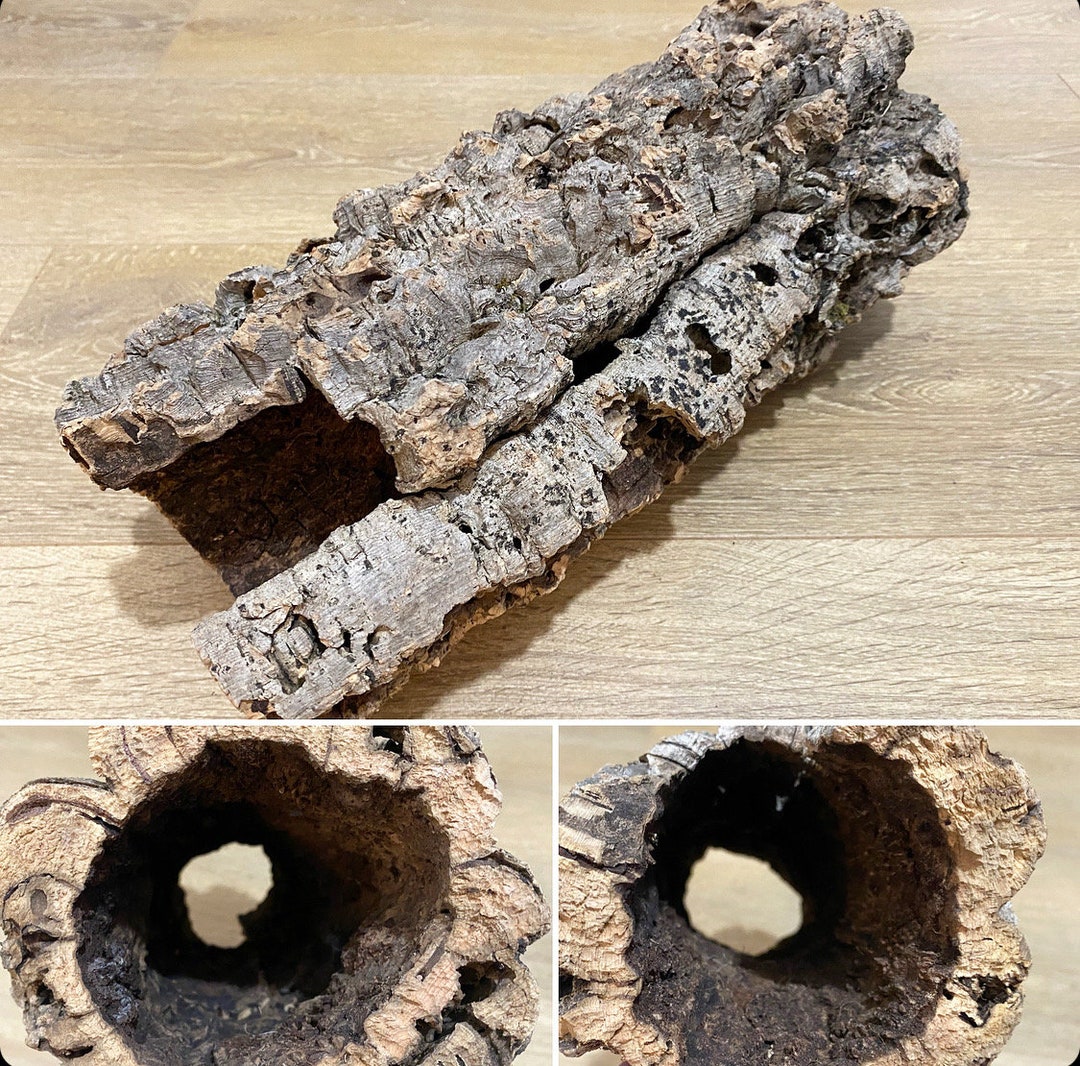 Cork Tube, Natural Cork Tube, Natural Dried Decor, Terrarium Decor ...