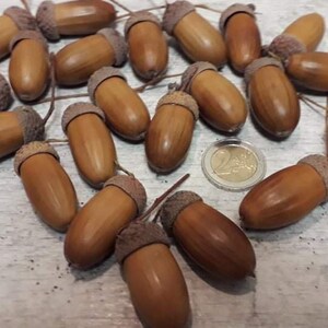 Natural Oak Acorns, Oaknut, Acorns, Christmas Decorations, Natural ...