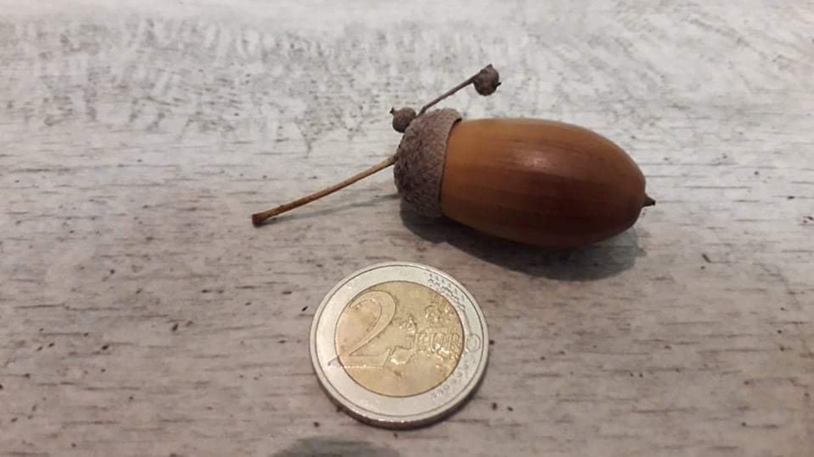 Natural Oak Acorns Oaknut Acorns Christmas Decorations - Etsy