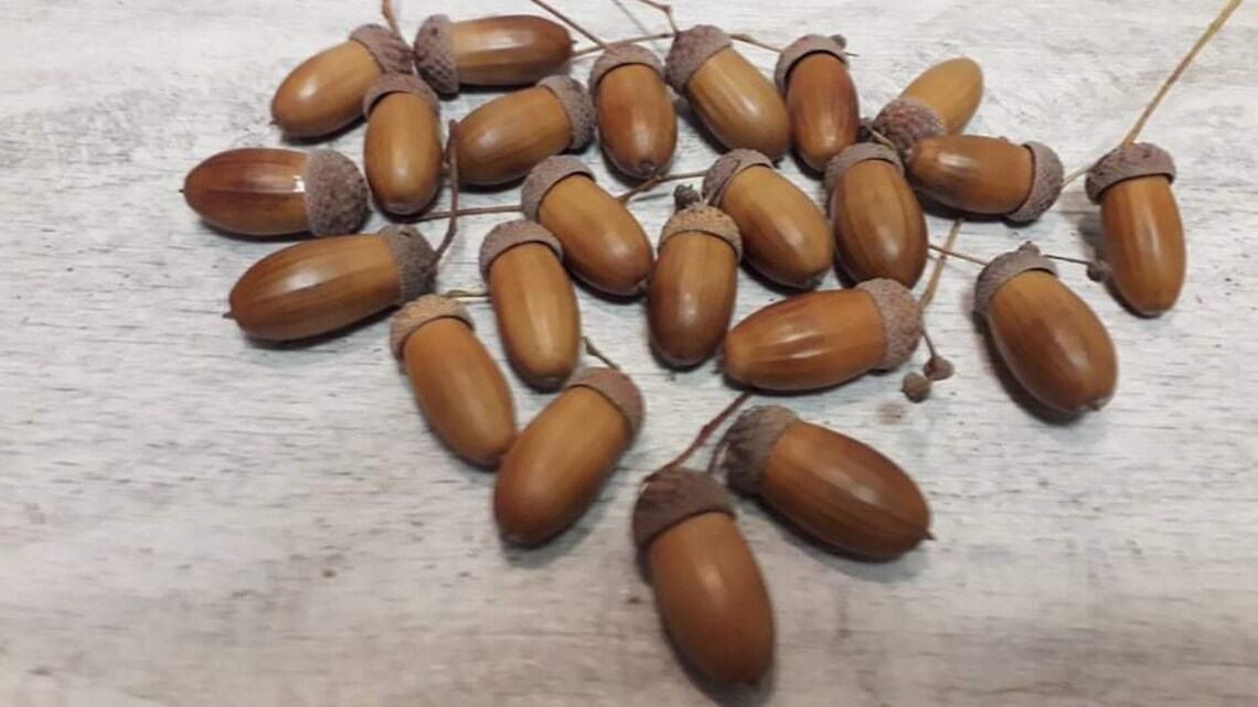 Natural Oak Acorns Oaknut Acorns Christmas Decorations - Etsy