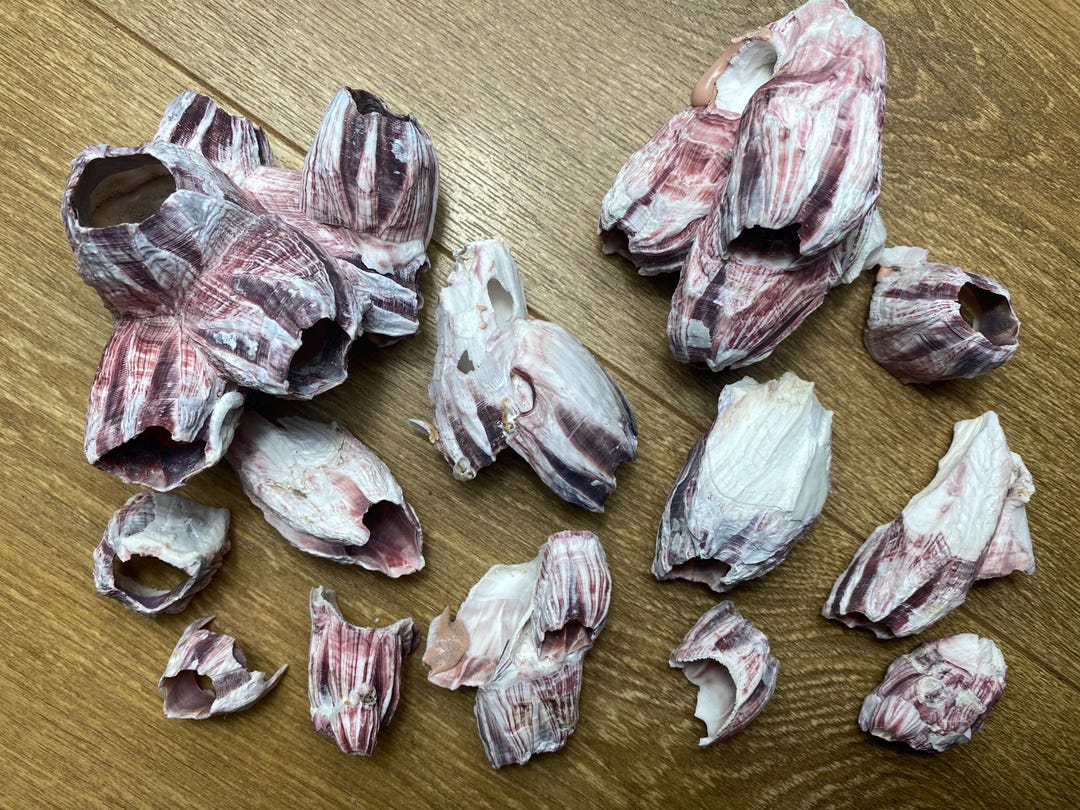 Loose Barnacle Clusters, Floral Decor, Wedding Decor, Air Plant Holder ...