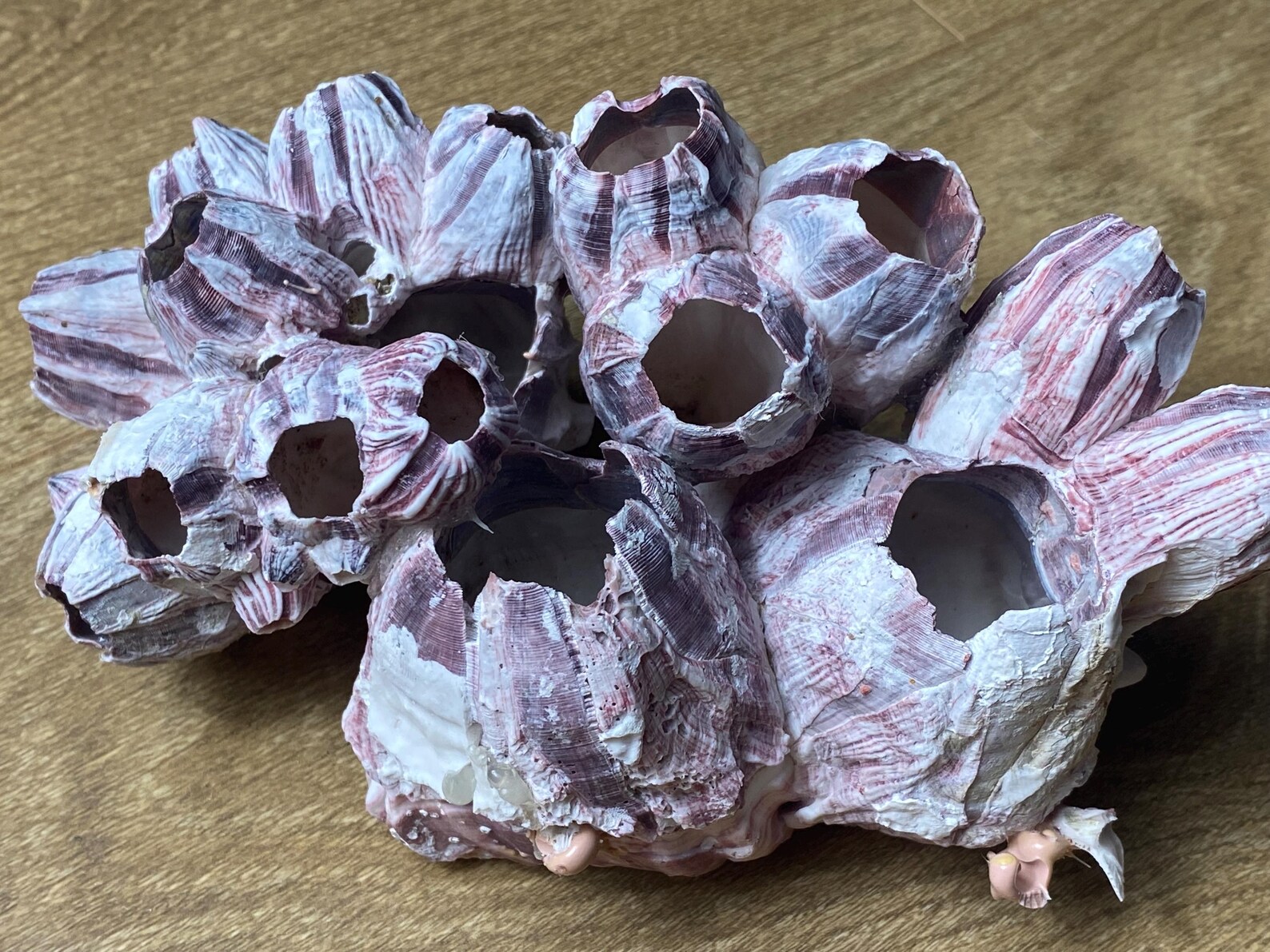 Seashells With Barnacle Clusters, Floral Decor, Wedding Decor, Air ...