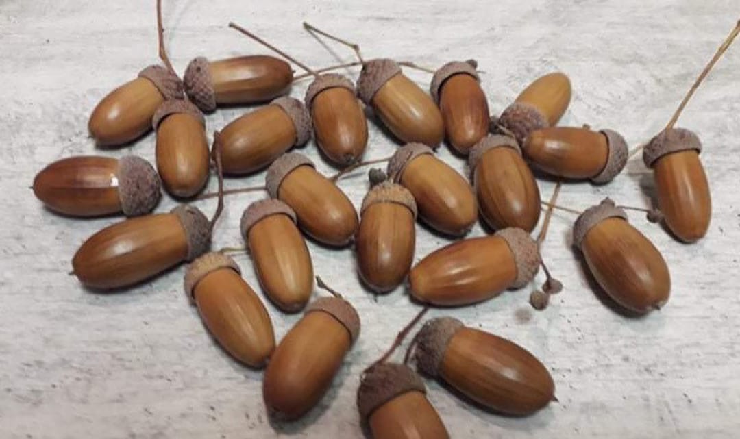 Natural Oak Acorns, Oaknut, Acorns, Christmas Decorations, Natural ...