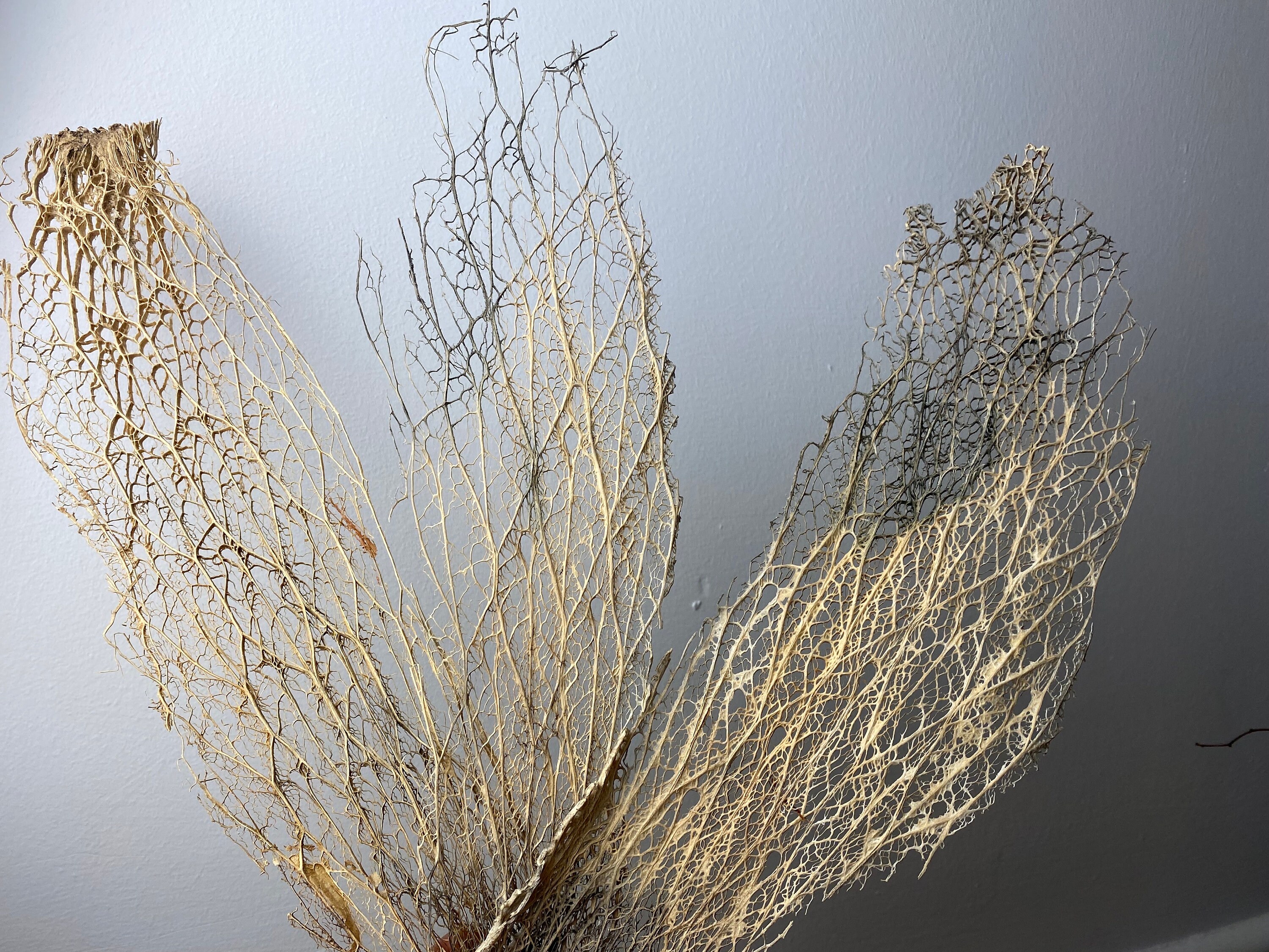 Unique Dried Cactus Skeleton, Dried Prickly Pear Fiber Skeleton Cactus ...