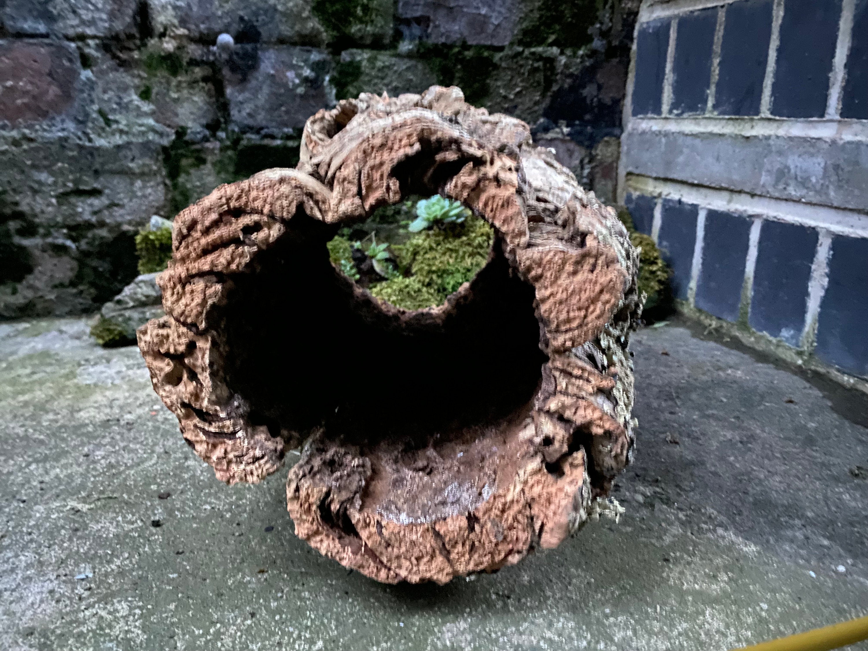 Large Cork Tube, Natural Cork Tube, Natural Dried Decor, Terrarium ...