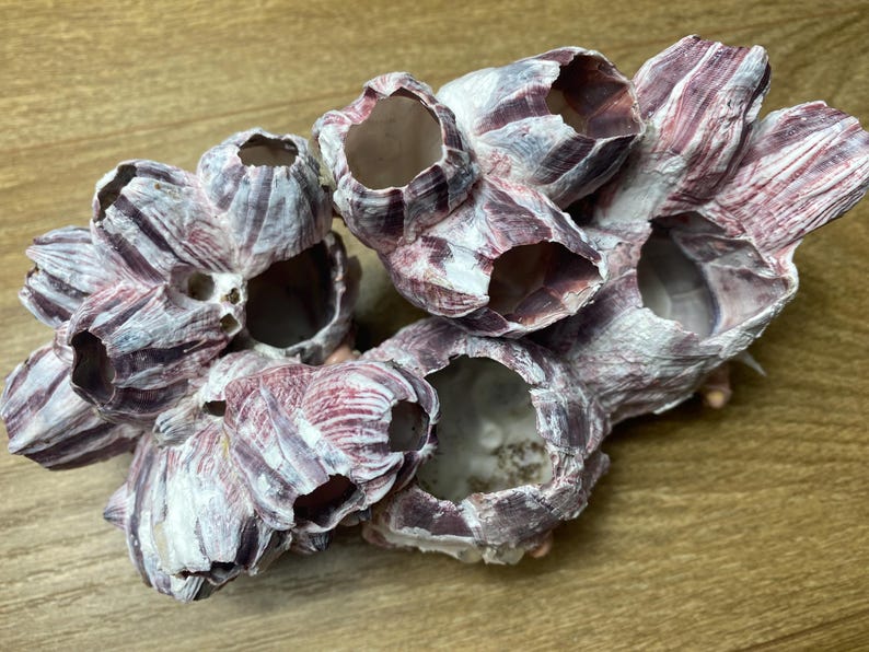 Seashells With Barnacle Clusters, Floral Decor, Wedding Decor, Air ...