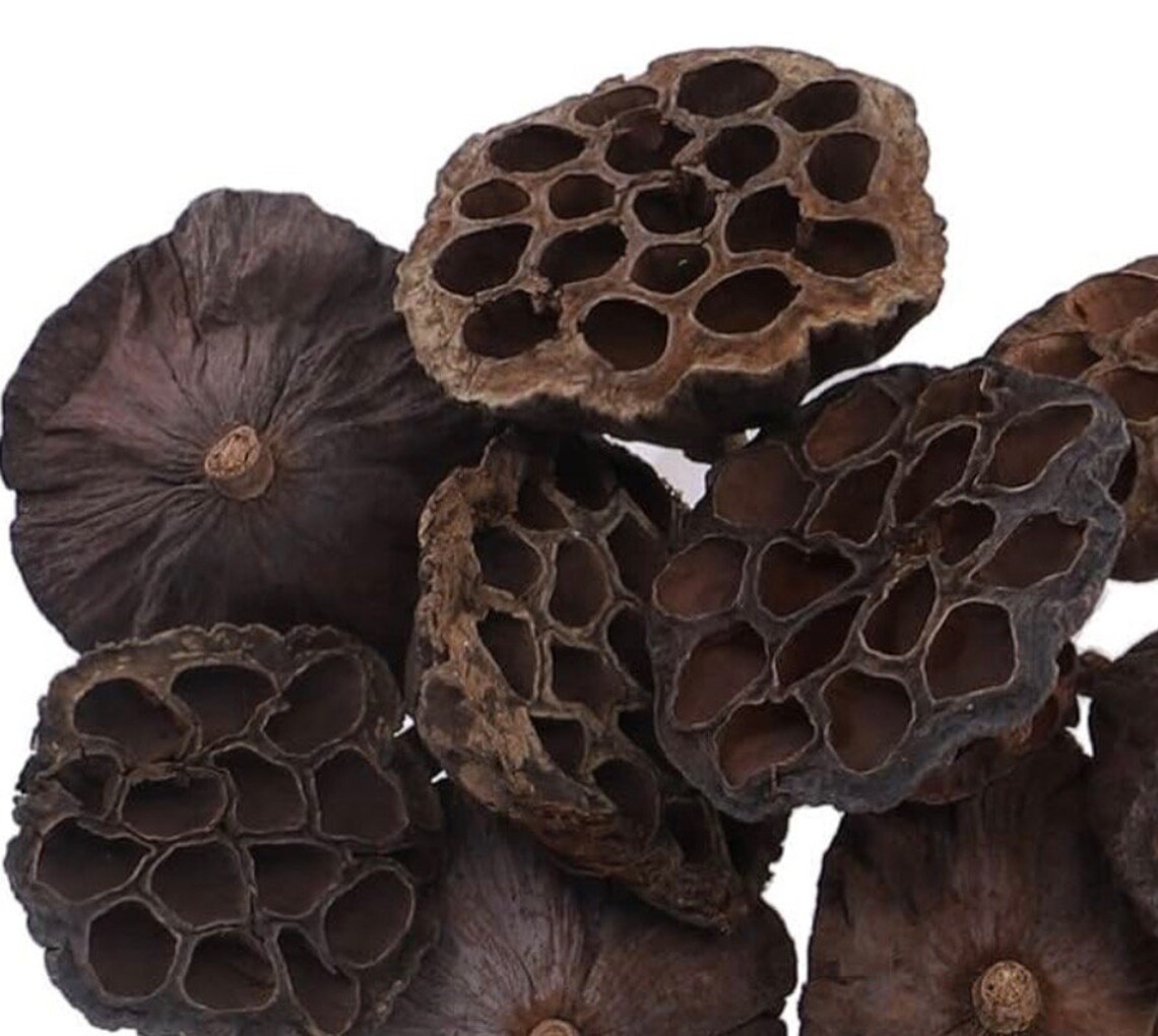 Lotus Seed Pods, Lotus Pods, Christmas Decorations, Natural Pods, Lotus ...