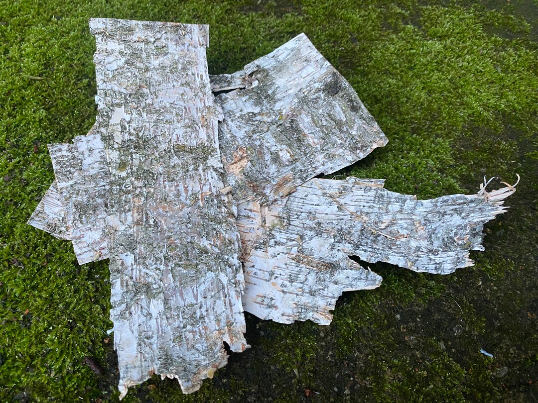 Natural Birch Bark Sheet, Natural Birch Bark, Bark From Forest, Natural ...